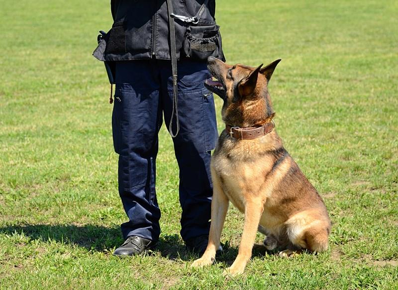 Los mejores cursos de adiestramiento canino en Valencia Los mejores cursos de adiestramiento canino en Valencia