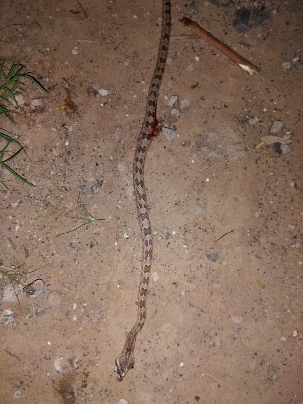 Diferencia entre culebra y serpiente