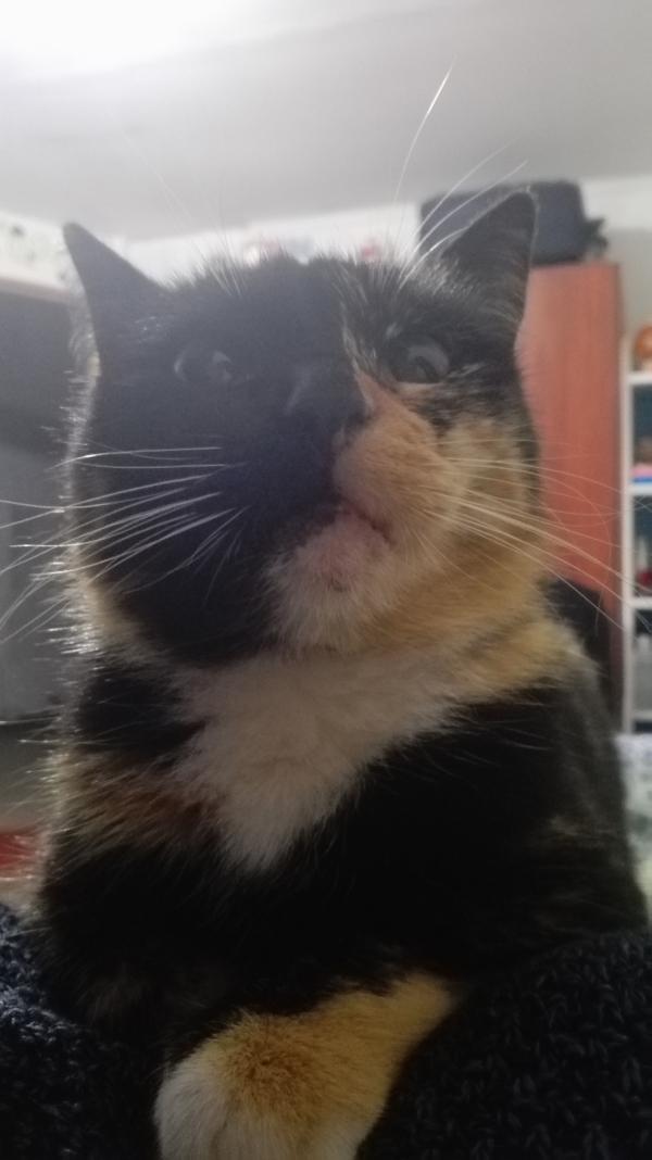 Mi Gato No Me Quiere Por Qué Y Qué Hacer
