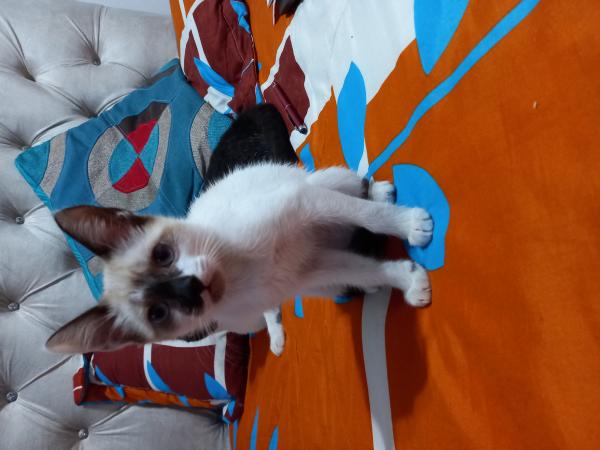 Mi Gato No Me Quiere Por Qué Y Qué Hacer