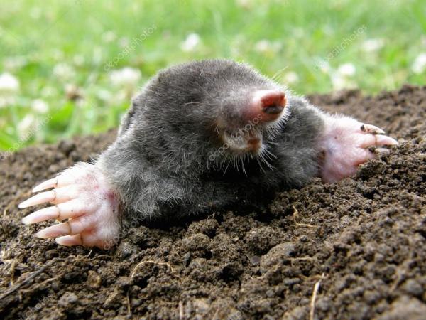 TIPOS de TOPOS - Características y ejemplos