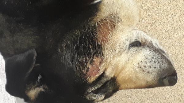 ¿Por qué mi perro tiene una bola en el cuello? ¿Por qué mi perro tiene una bola en el cuello?