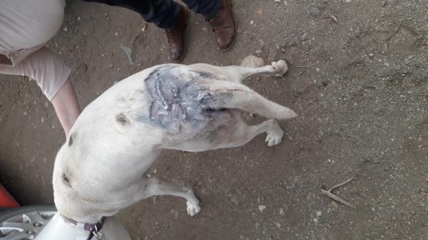 Miasis en perros - Síntomas, tratamiento y extracción de gusanos