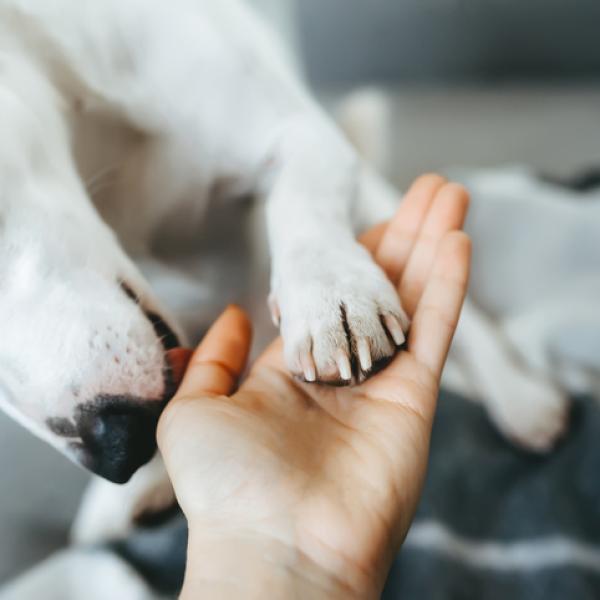 Por Qué El Perro Patea Después De Hacer Caca