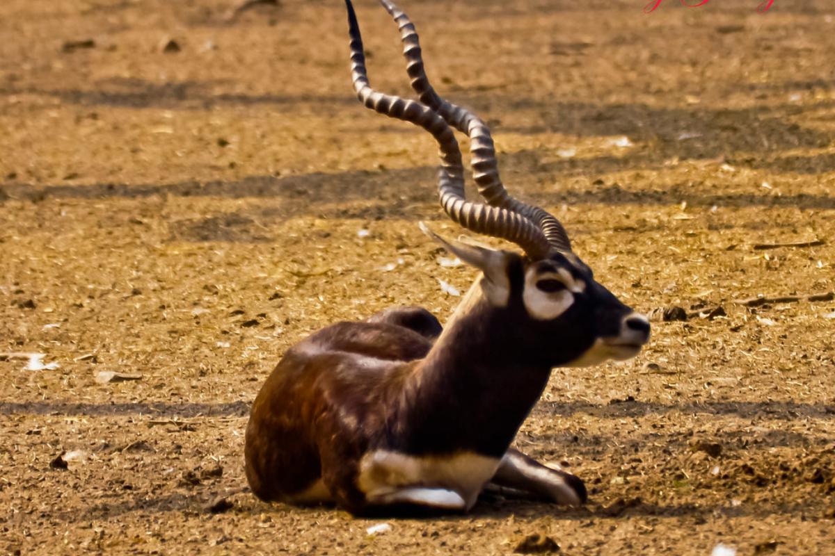 +20 Animales que empiezan por A - ¡En español y en inglés!