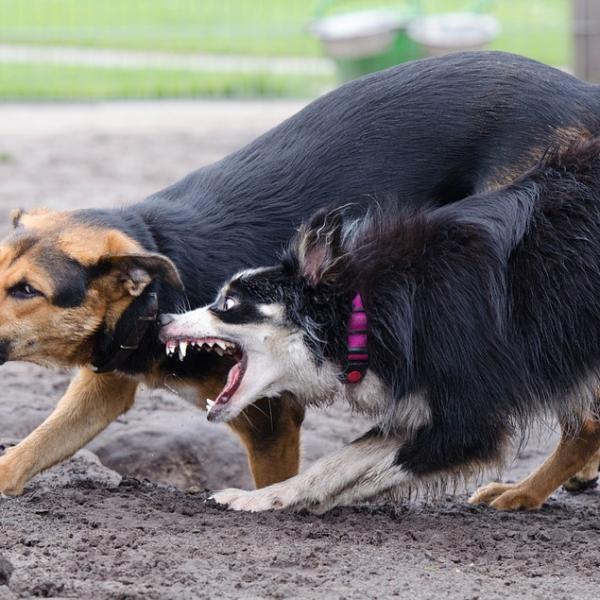 Es Mejor Tener Dos Perros Que Uno