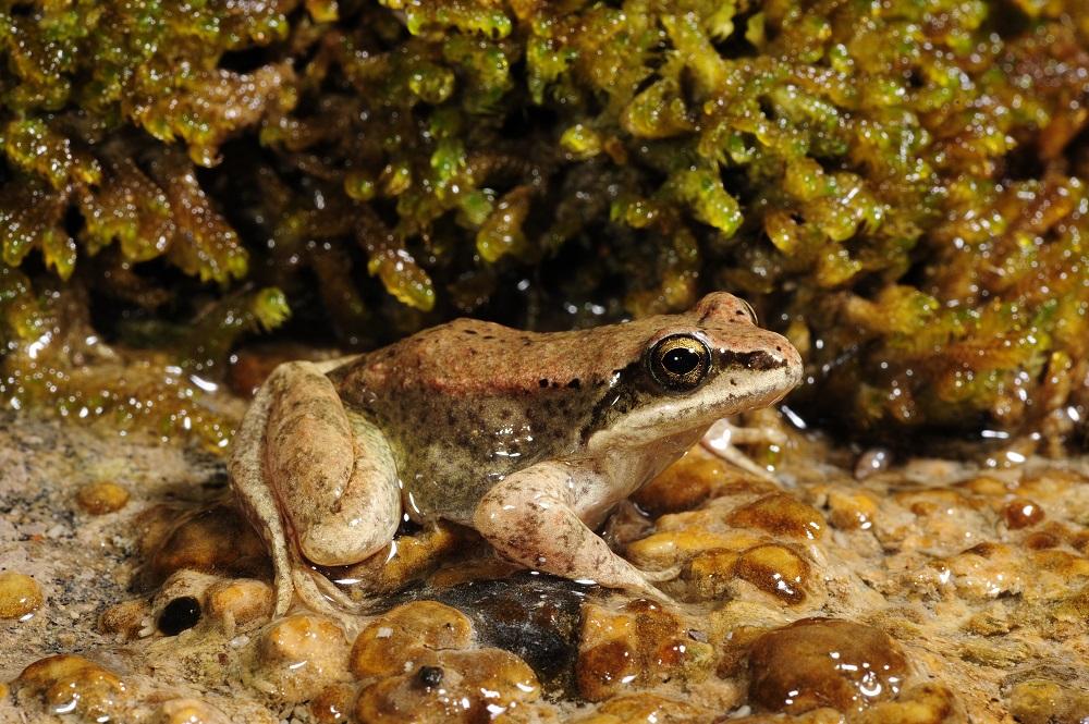 TIPOS DE RANAS - Especies con nombres y fotografías