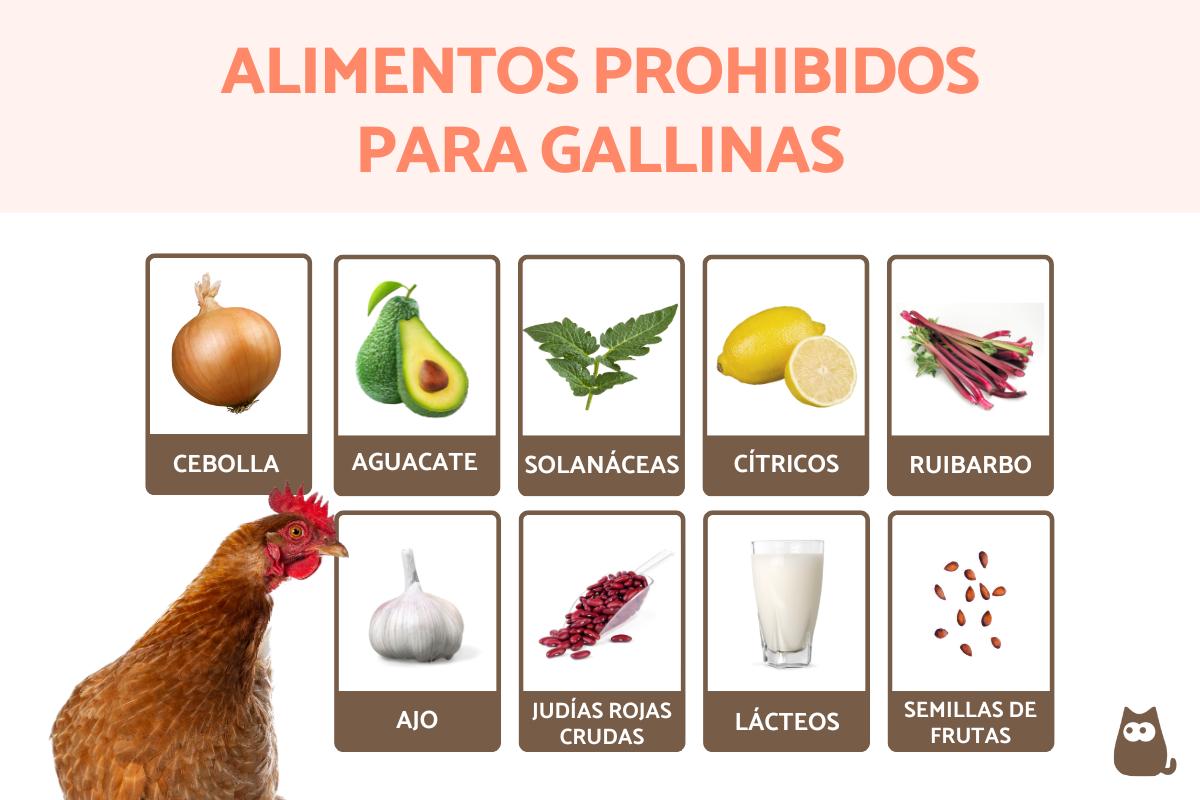 ¿Qué no pueden comer las gallinas? - 12 ALIMENTOS PROHIBIDOS
