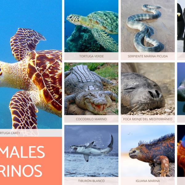 Ficha De Animales Terrestres Y Acuáticos