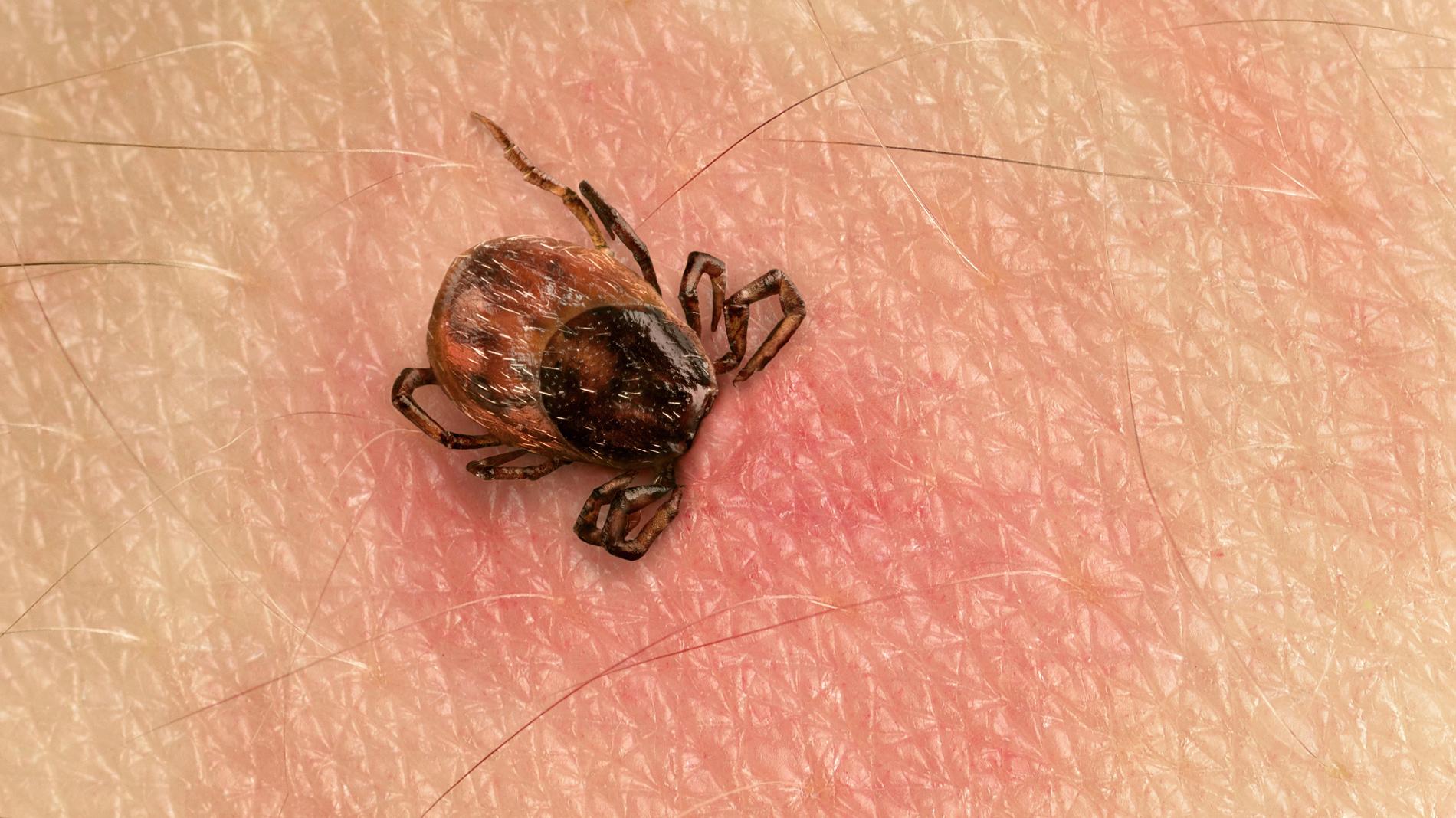 parasitismo ejemplos