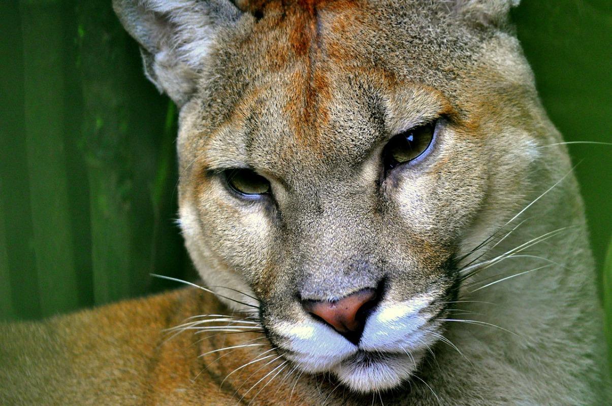 ¿Dónde vive el puma? - Hábitat y distribución