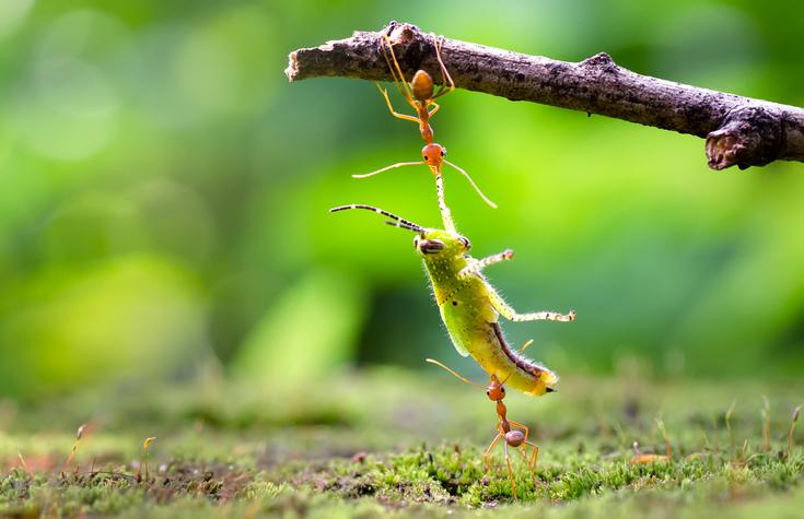 ¿Qué COMEN las HORMIGAS? - Guía de Alimentación