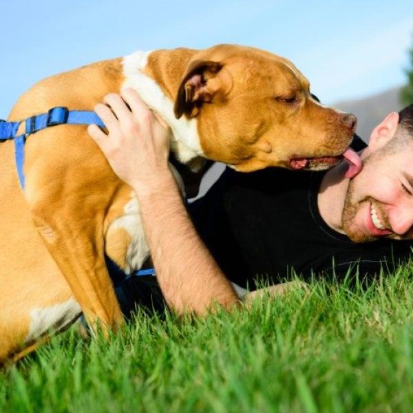 Puedes Tener Un Herpes Labial Por Besar A Tu Perro