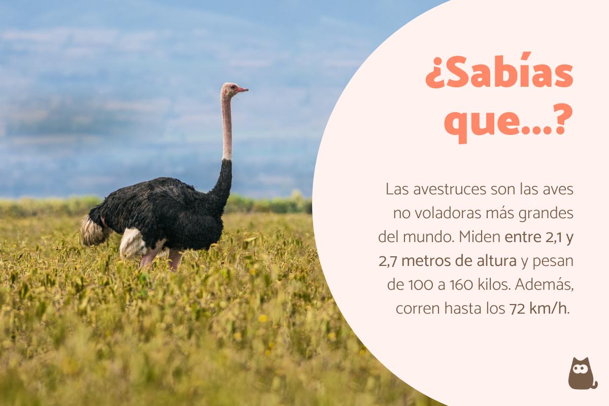 10 Curiosidades del avestruz que no conocías