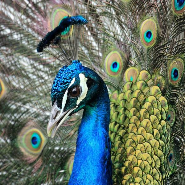 Anatomía Del Cuello Del Pavo