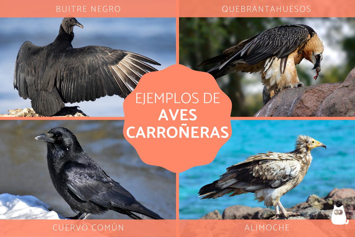 Aves carroñeras - Ejemplos y características (con fotos)