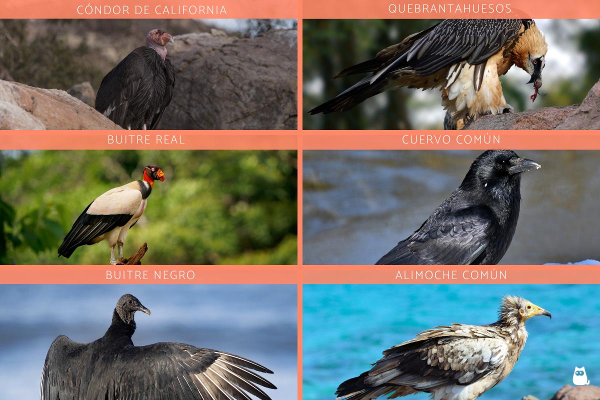 Aves carroñeras - Ejemplos y características (con fotos)