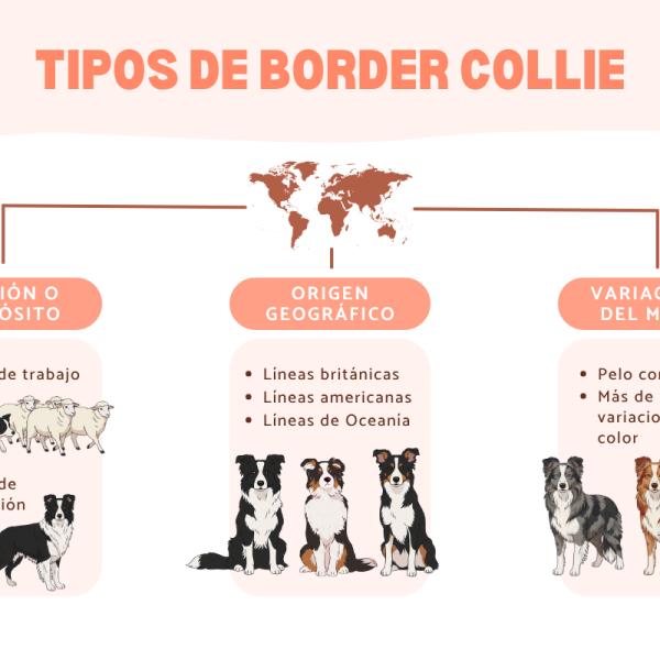 Border Collie 24 Colores De Pelaje Explicados Con Imgenes