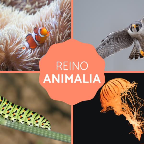 Reino Animalia O Animal Hd Youtube Combo: Bingo Sobre: Reino Animalia