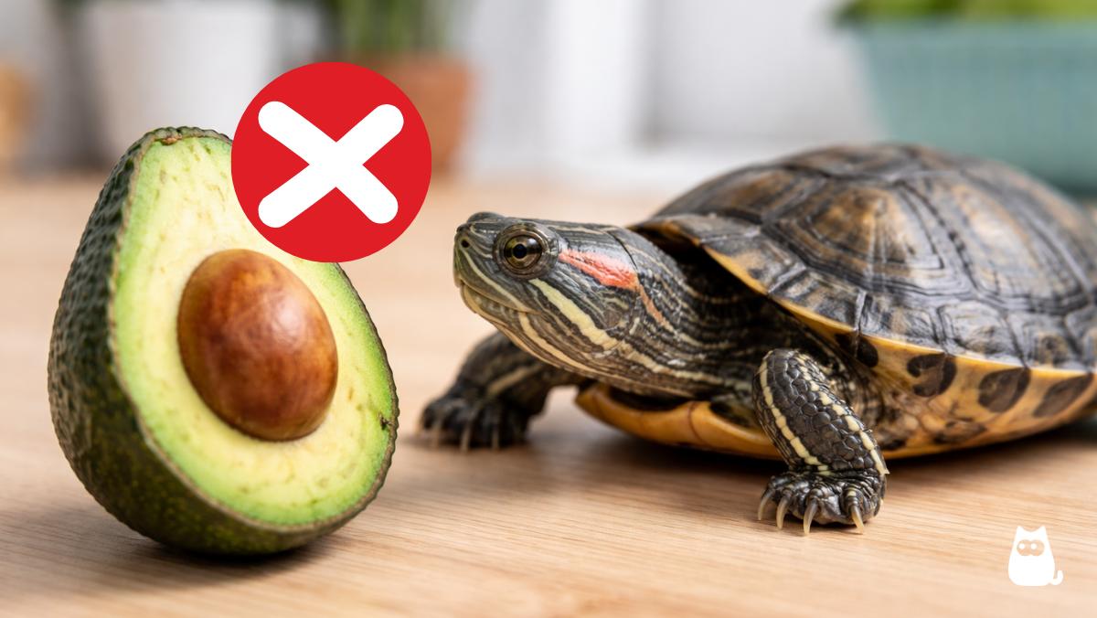 Alimentos prohibidos para tortugas de agua: Lista completa