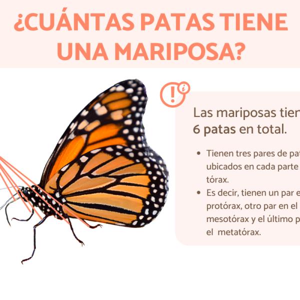 Partes De La Mariposa