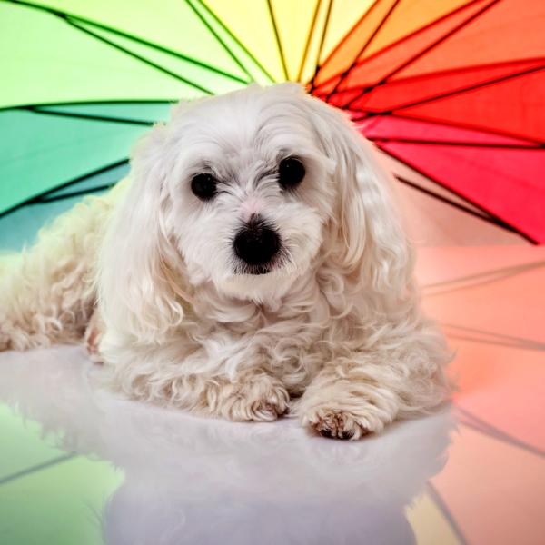 Cual Es El Mejor Color Para Un Perro