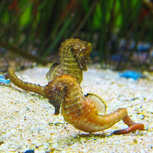 Caballito De Mar De Acuario De Agua Dulce
