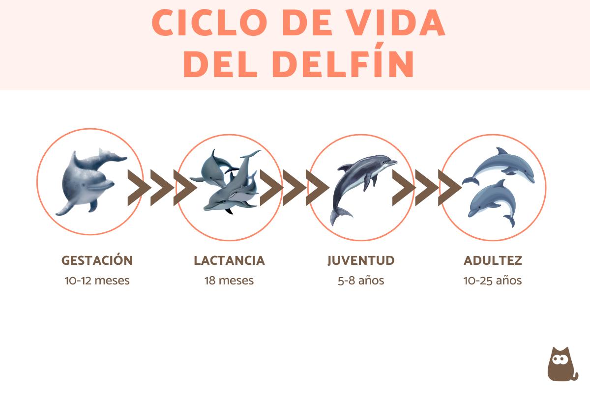 ¿Cuánto vive un delfín? - Ciclo de vida completo