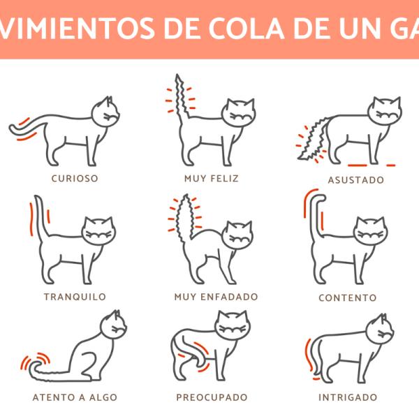 Gatos Realmente Emocionados 11 Razones Científicas Que Demuestran Que