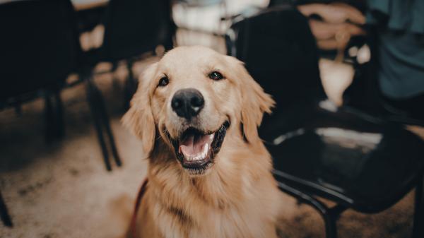 Tipos de golden retriever - Características y diferencias