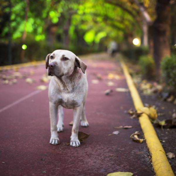 Cómo Ayudar A Un Perro Perdido A Encontrar El Camino A Casa
