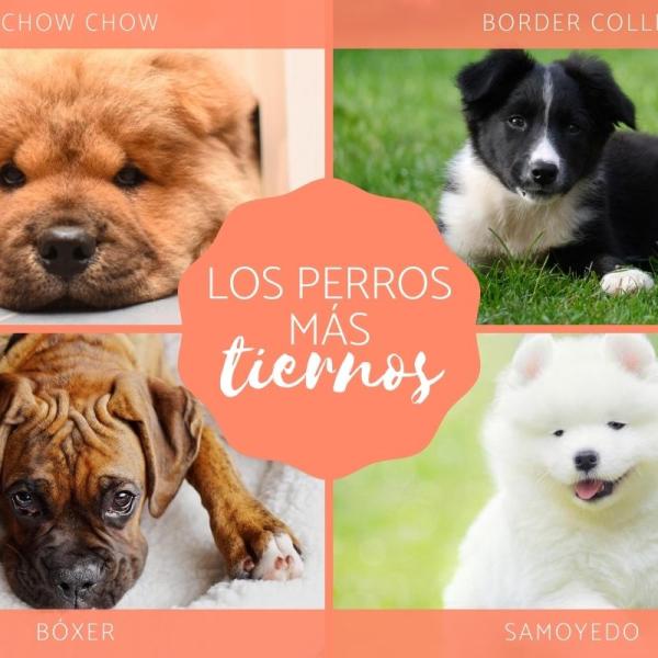 Los Perros Saben Que Son Lindos