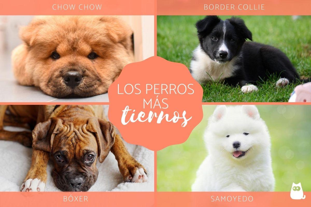 perro bebe tierno