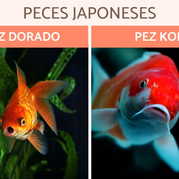 Datos Sobre Los Peces Tipos Anatomía De Los Peces Wikipedia, La