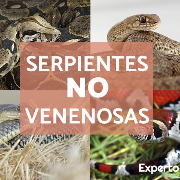 Serpientes Coloridas No Venenosas