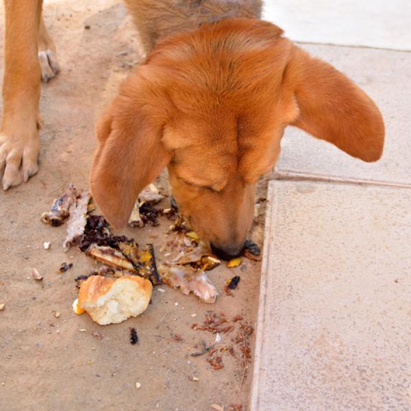 Por Qué Los Perros Comen Cualquier Cosa