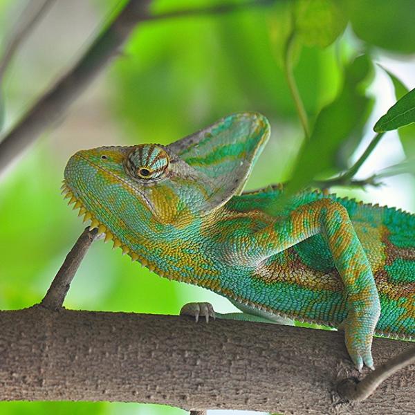 Animales Con Diferentes Colores Animales De Colores Inusuales