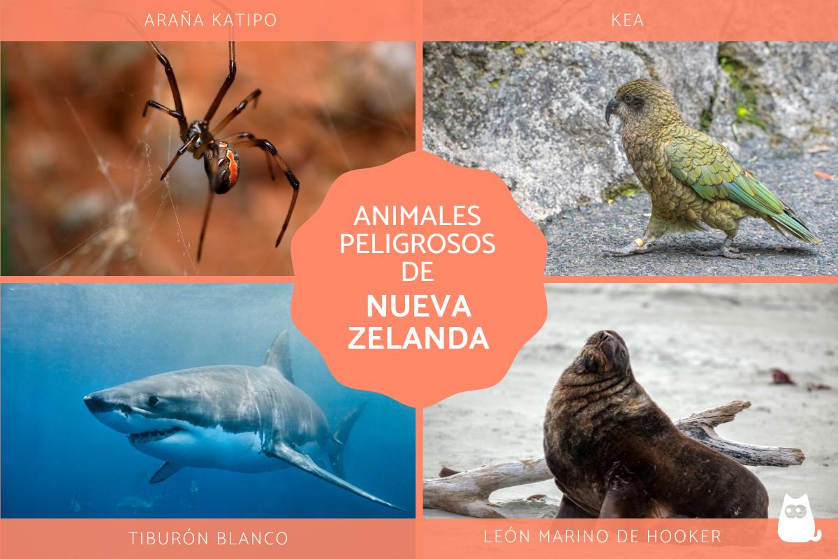 12 Animales peligrosos en Nueva Zelanda - ¡Nombres con FOTOS!