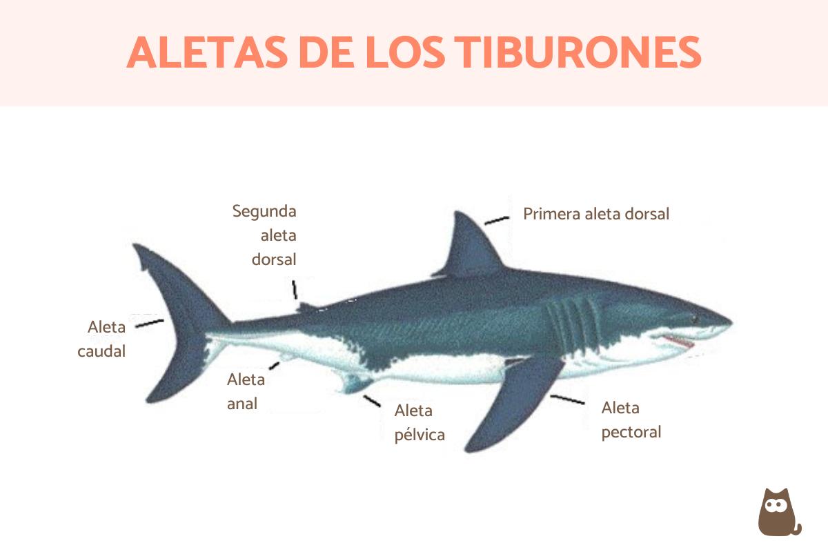 ¿Cuántas aletas tiene un tiburón? - ¡Cinco!