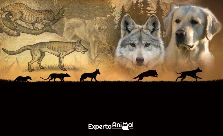 El origen del perro - Ascendencia, domesticación y razas caninas