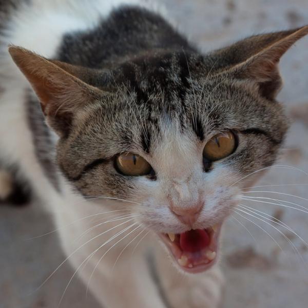 Gato Estresado Qué Hacer Si Un Gato Está Estresado? Cómo Calmar A