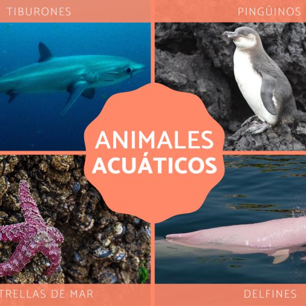 Ficha De Animales Terrestres Y Acuáticos