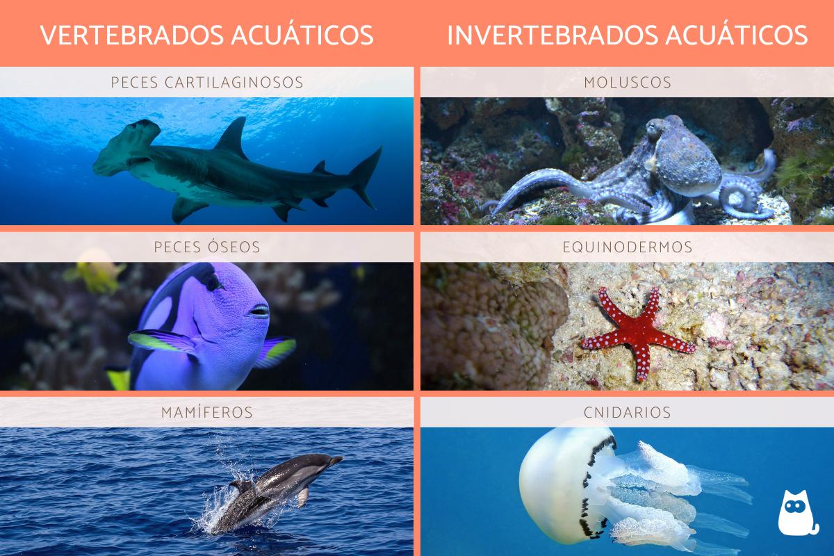 Animales acuáticos - Qué son, características y 20 EJEMPLOS (con fotos)