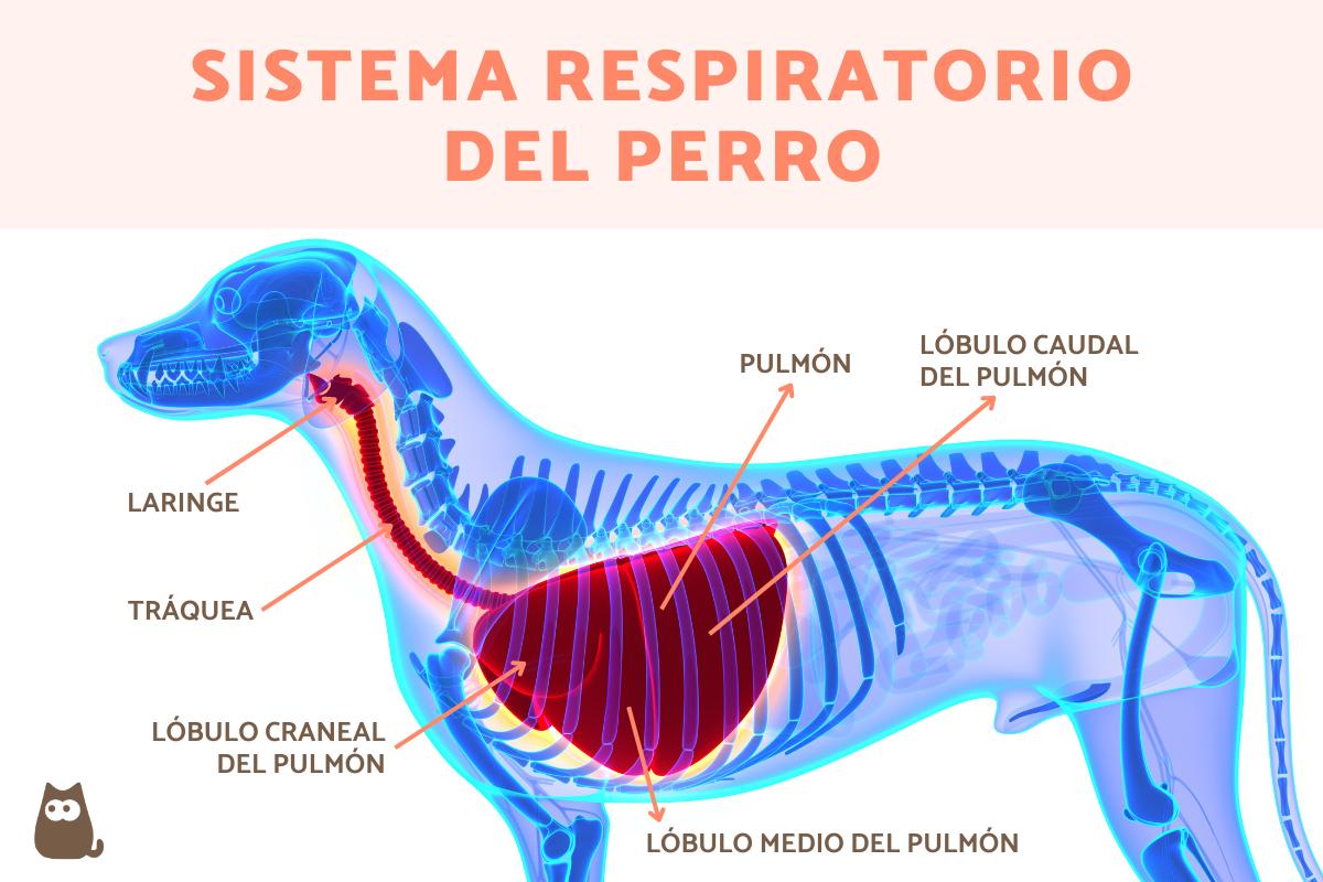 Sistema respiratorio del perro y sus partes - GUÍA COMPLETA (con imágenes)