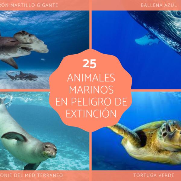 Animales Marinos Reales