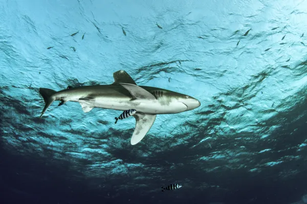 comensalismo ejemplos