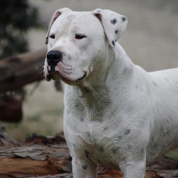 Mezcla De Dogo Argentino Y Pitbull Dogo? ¿O Mezcla De Pitbull?