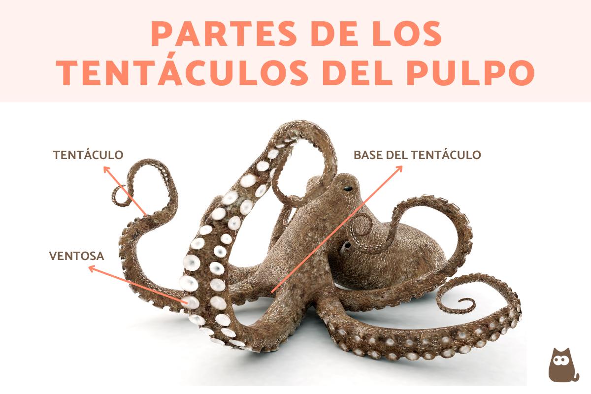 ¿Cuántas patas tiene un pulpo? - ¡Tiene 8 tentáculos!