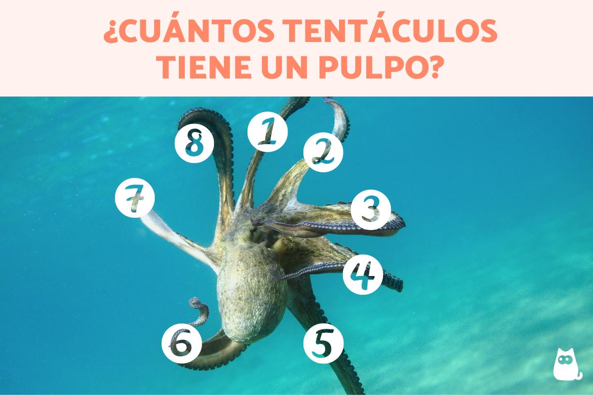¿Cuántas patas tiene un pulpo? - ¡Tiene 8 tentáculos!