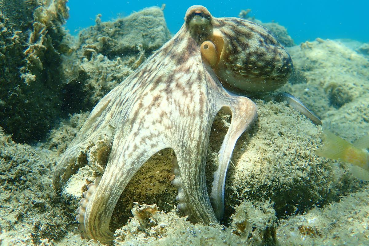 ¿Cuántas patas tiene un pulpo? - ¡Tiene 8 tentáculos!
